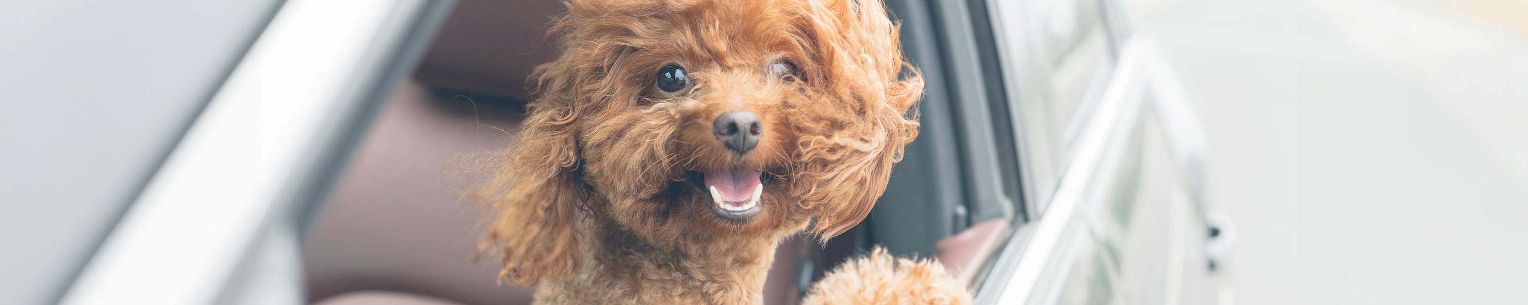 Hund im Auto sicher transportieren