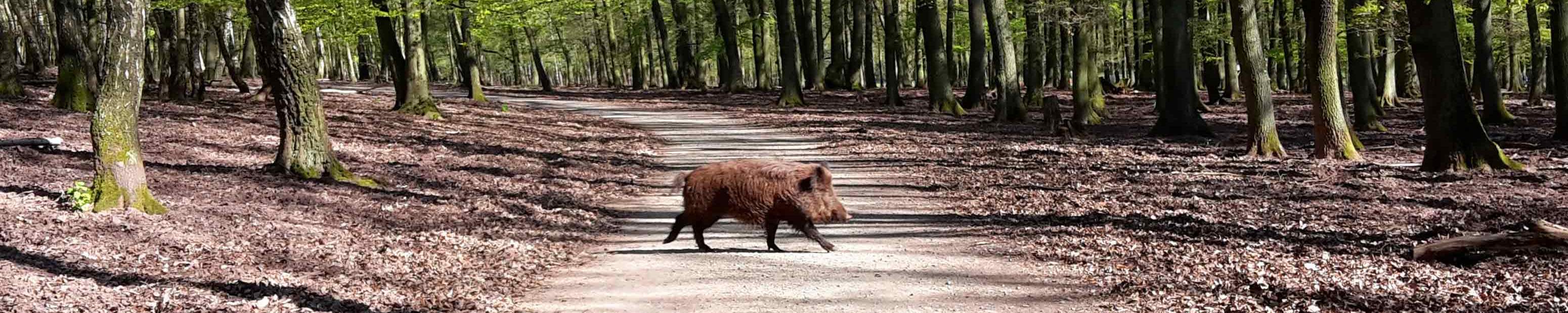 Wildunfall – was ist zu beachten?