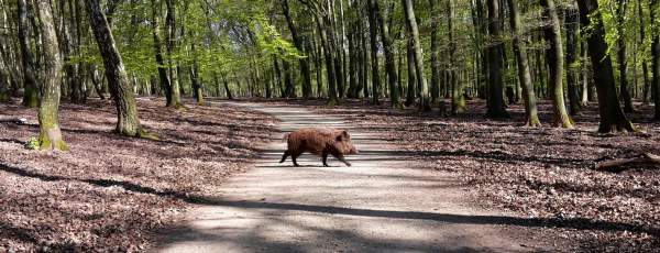 Wildunfall – was ist zu beachten?